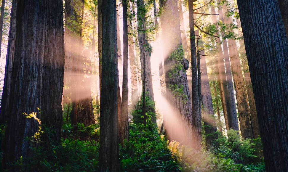 Theme - Batten | Shaw Construction